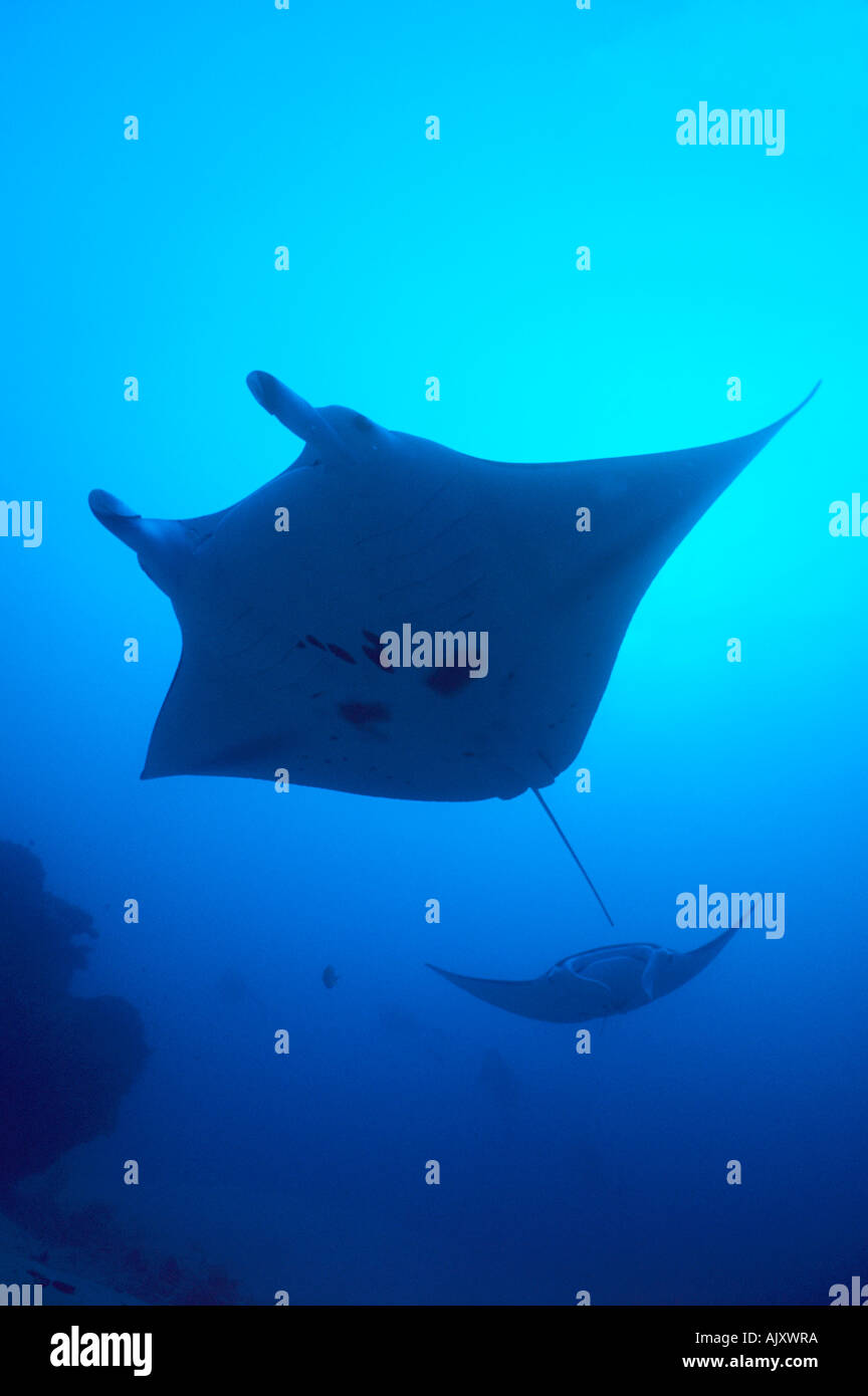 Two Manta Rays in silhouette Manta birostris Mi il Channel Yap ...
