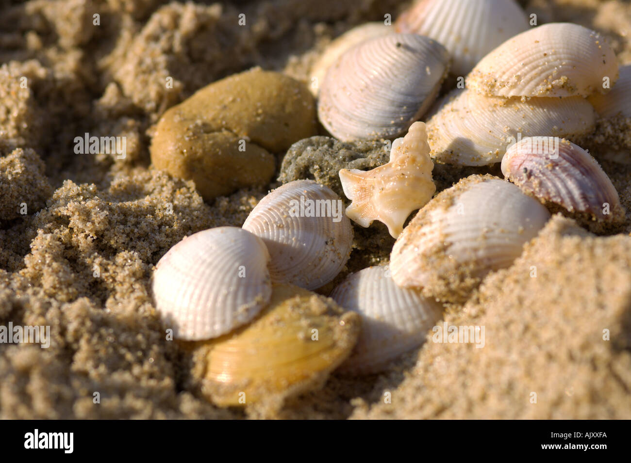 shells on the beach Stock Photo - Alamy