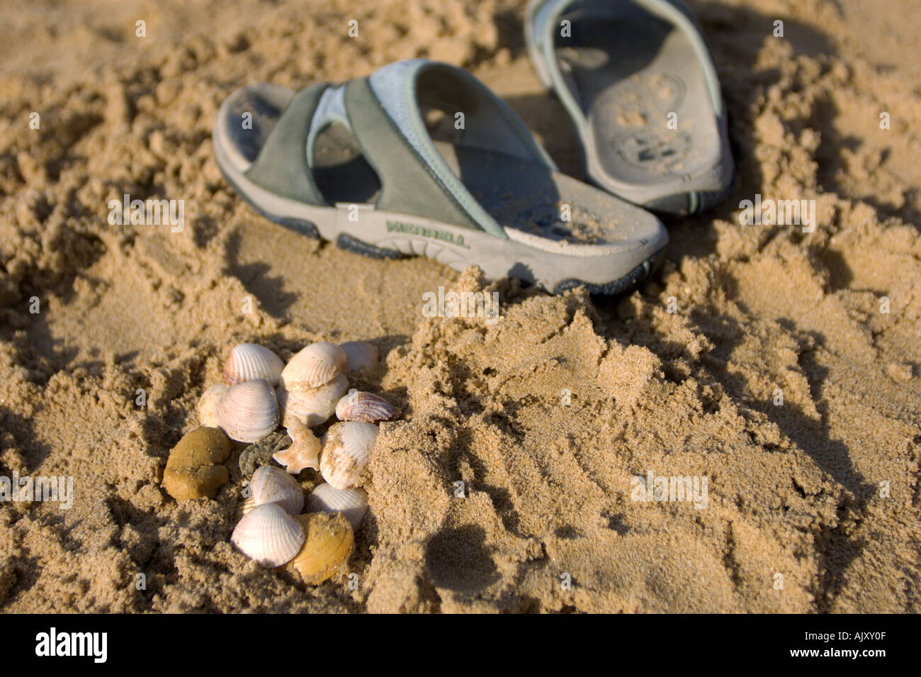shells on the beach Stock Photo - Alamy