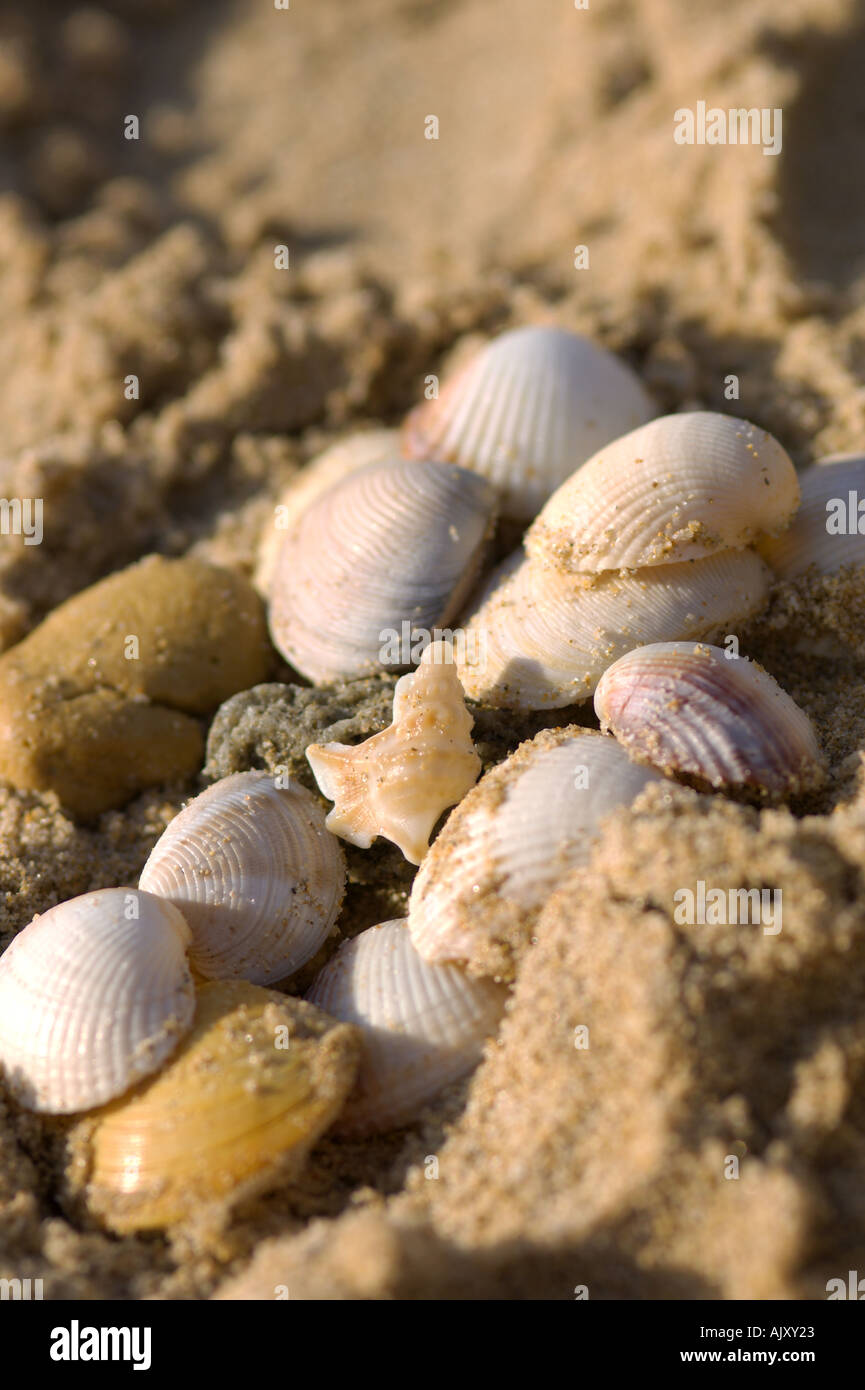 shells on the beach Stock Photo - Alamy