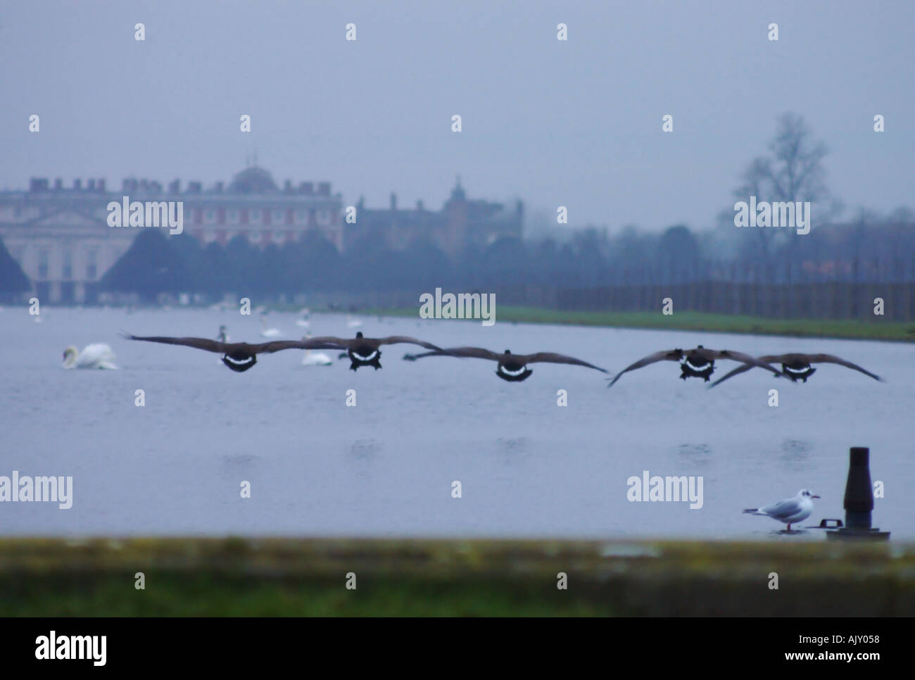 five geese landing on the Long Water Hampton Court Palace in background ...