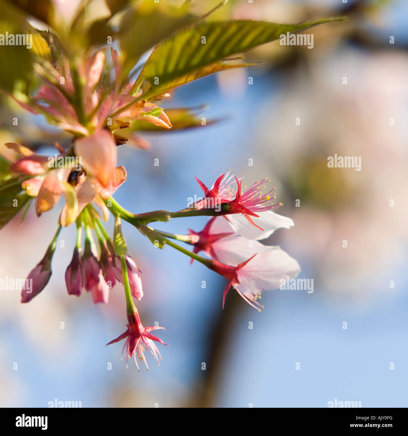 Blue bloosom hi-res stock photography and images - Alamy