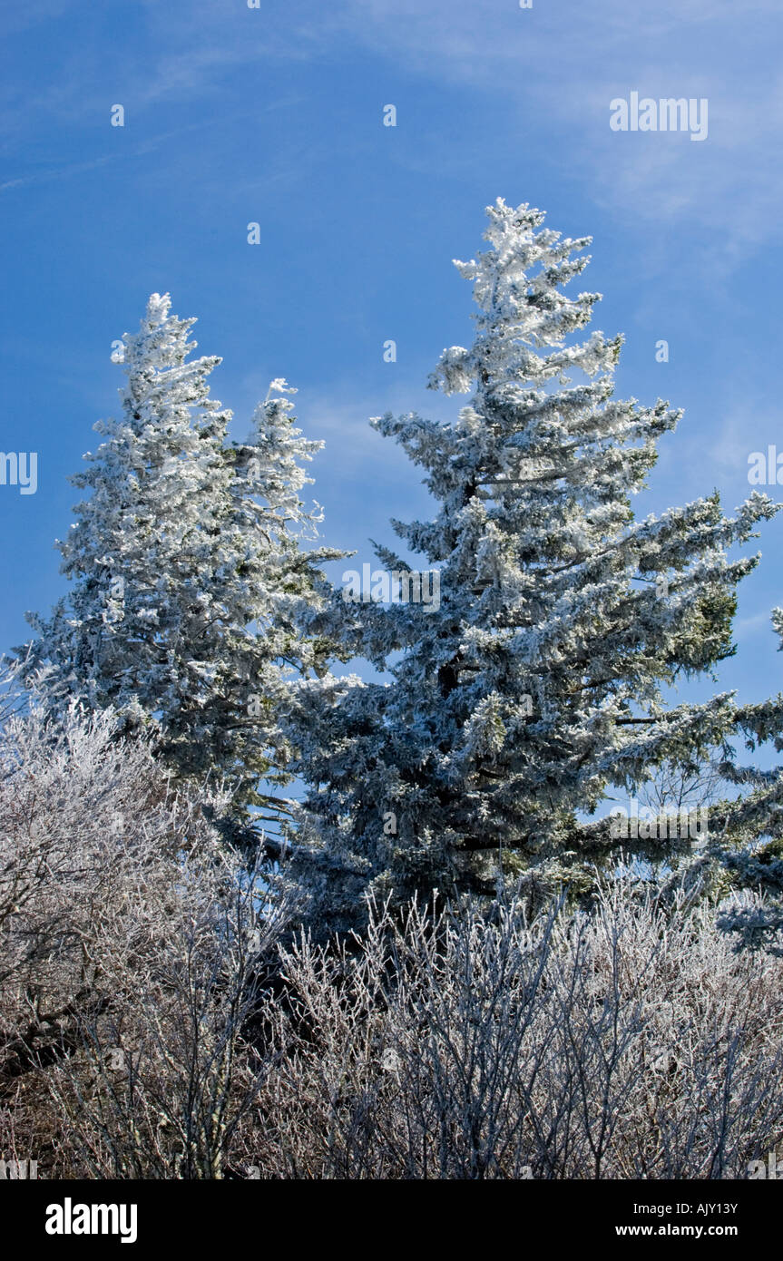 Frost-coated trees near Clingman's Dome, Great Smoky Mountains National ...