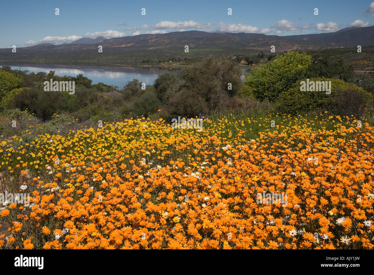 South africa namaqualand spring hi-res stock photography and images - Alamy