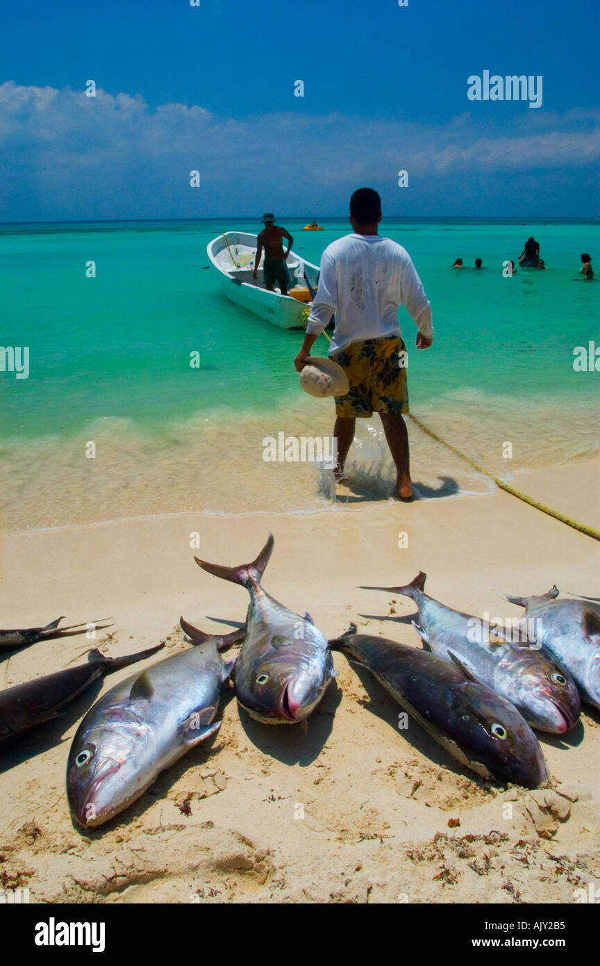 Amberjack fish mexico hi-res stock photography and images - Alamy
