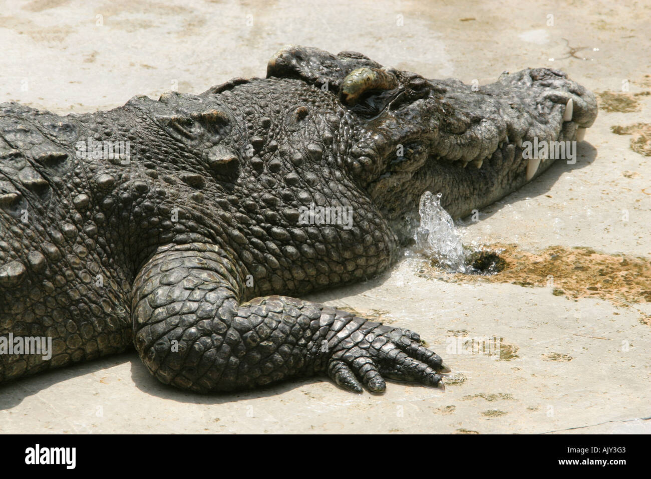Samutprakarn Thailand 2006 Stock Photo - Alamy