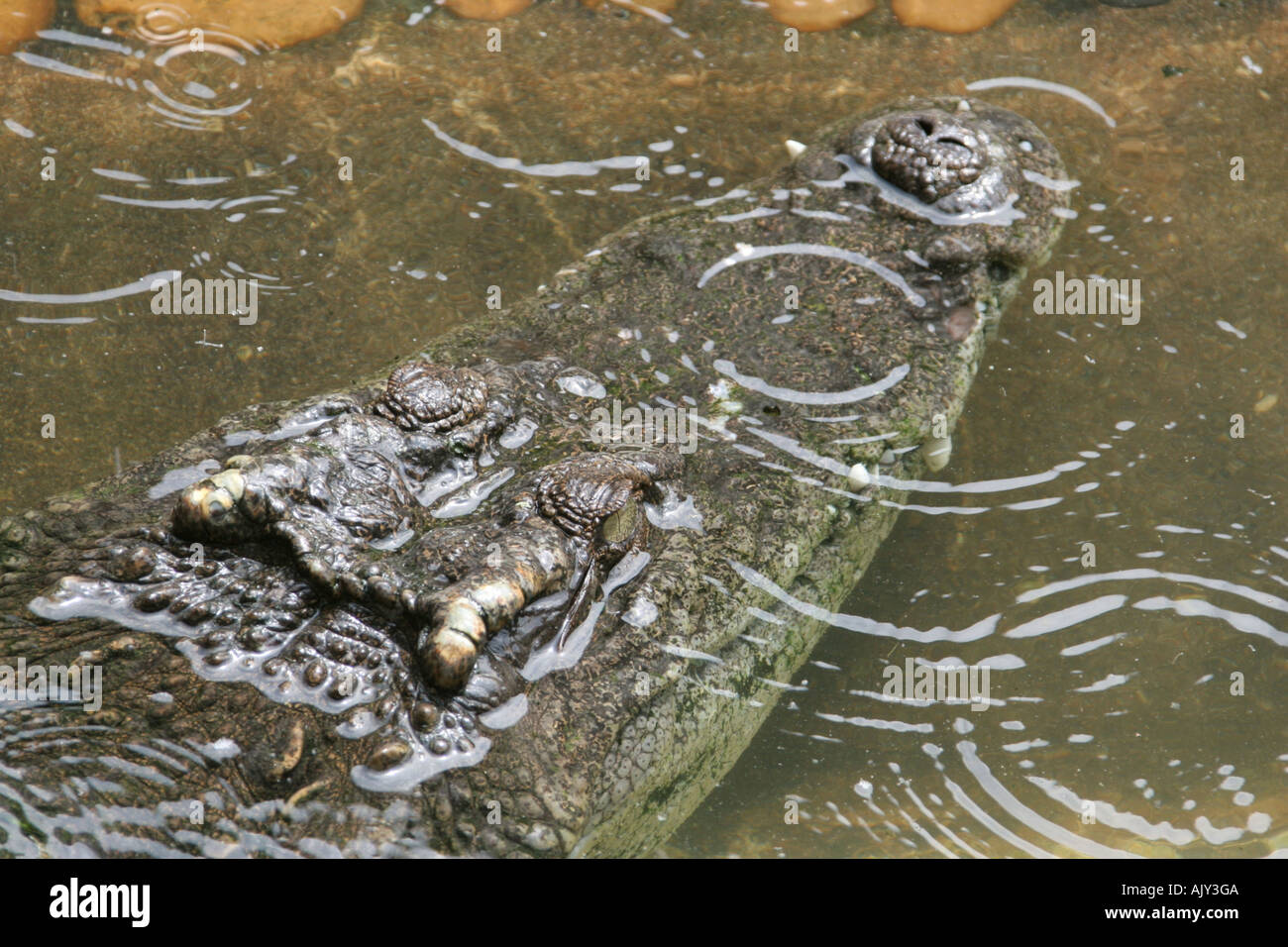 Samutprakarn Thailand 2006 Stock Photo - Alamy