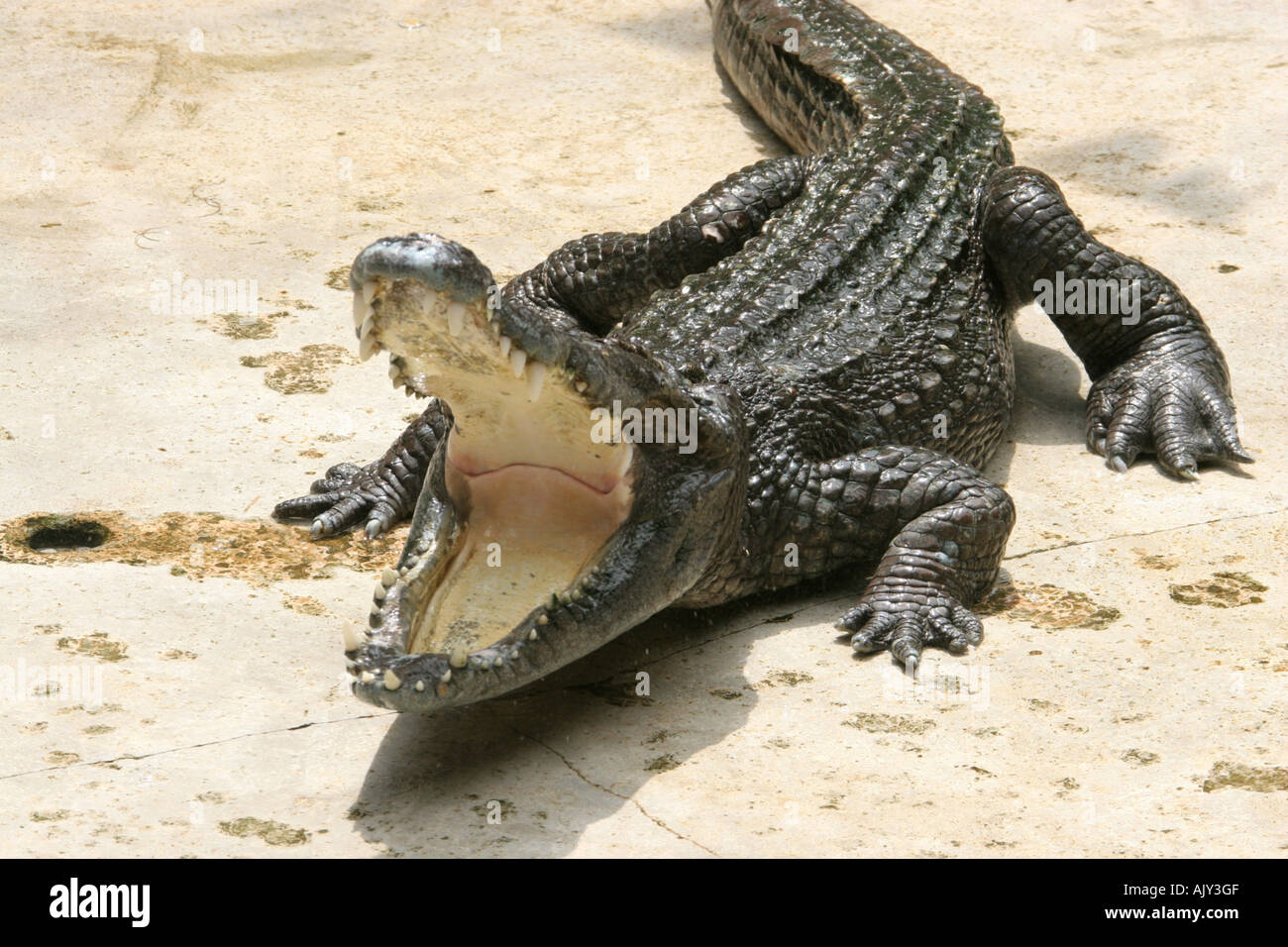 Samutprakarn Thailand 2006 Stock Photo - Alamy