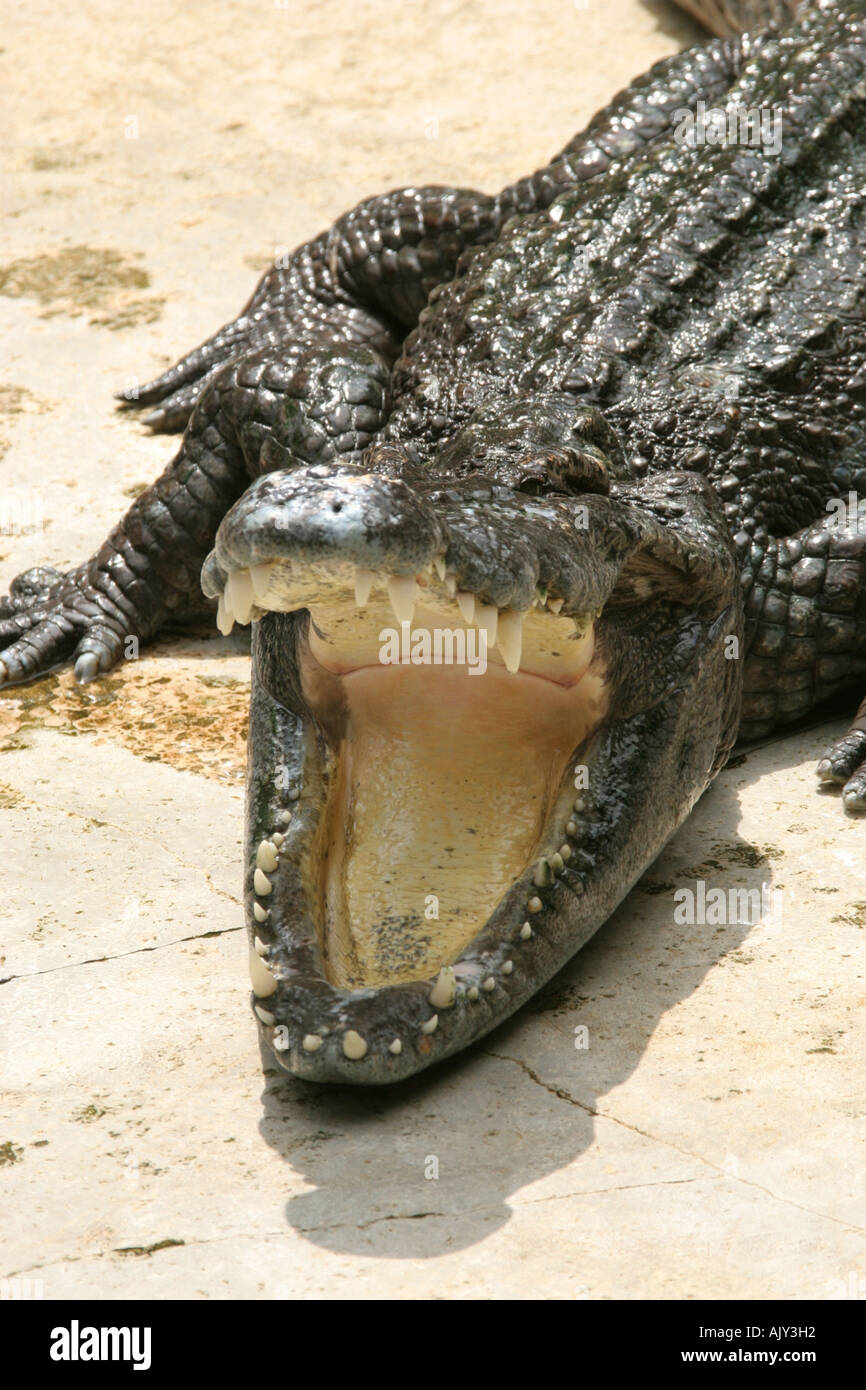 Samutprakarn Thailand 2006 Stock Photo - Alamy