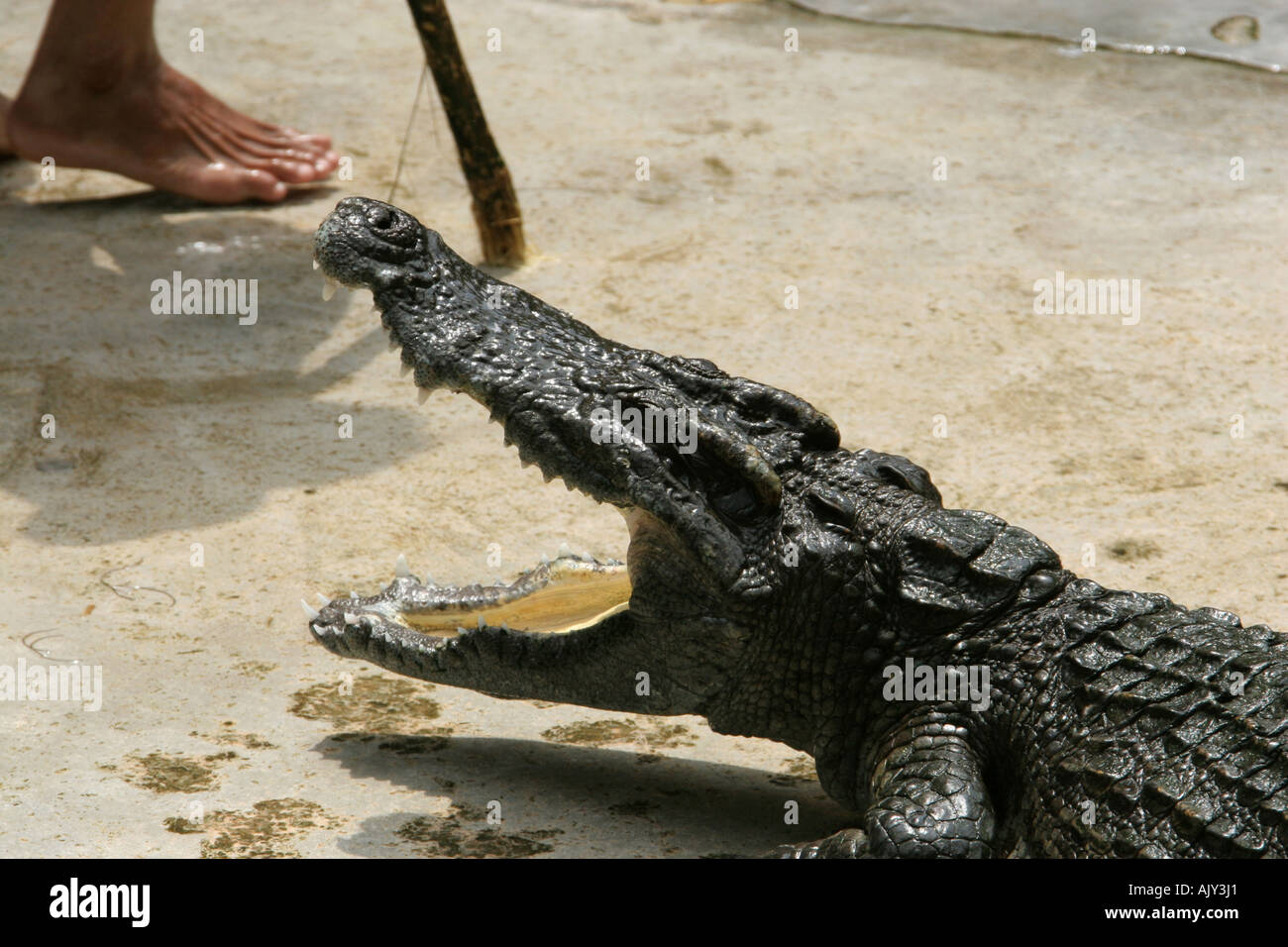 Samutprakarn Thailand 2006 Stock Photo - Alamy