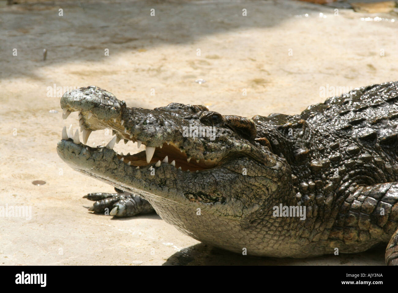 Samutprakarn Thailand 2006 Stock Photo - Alamy