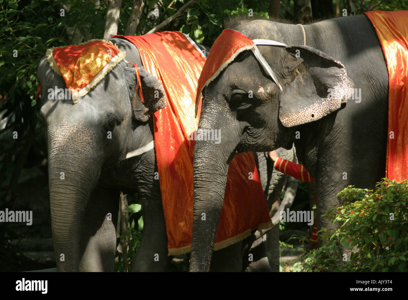 Largest trunk in world people hi-res stock photography and images - Alamy
