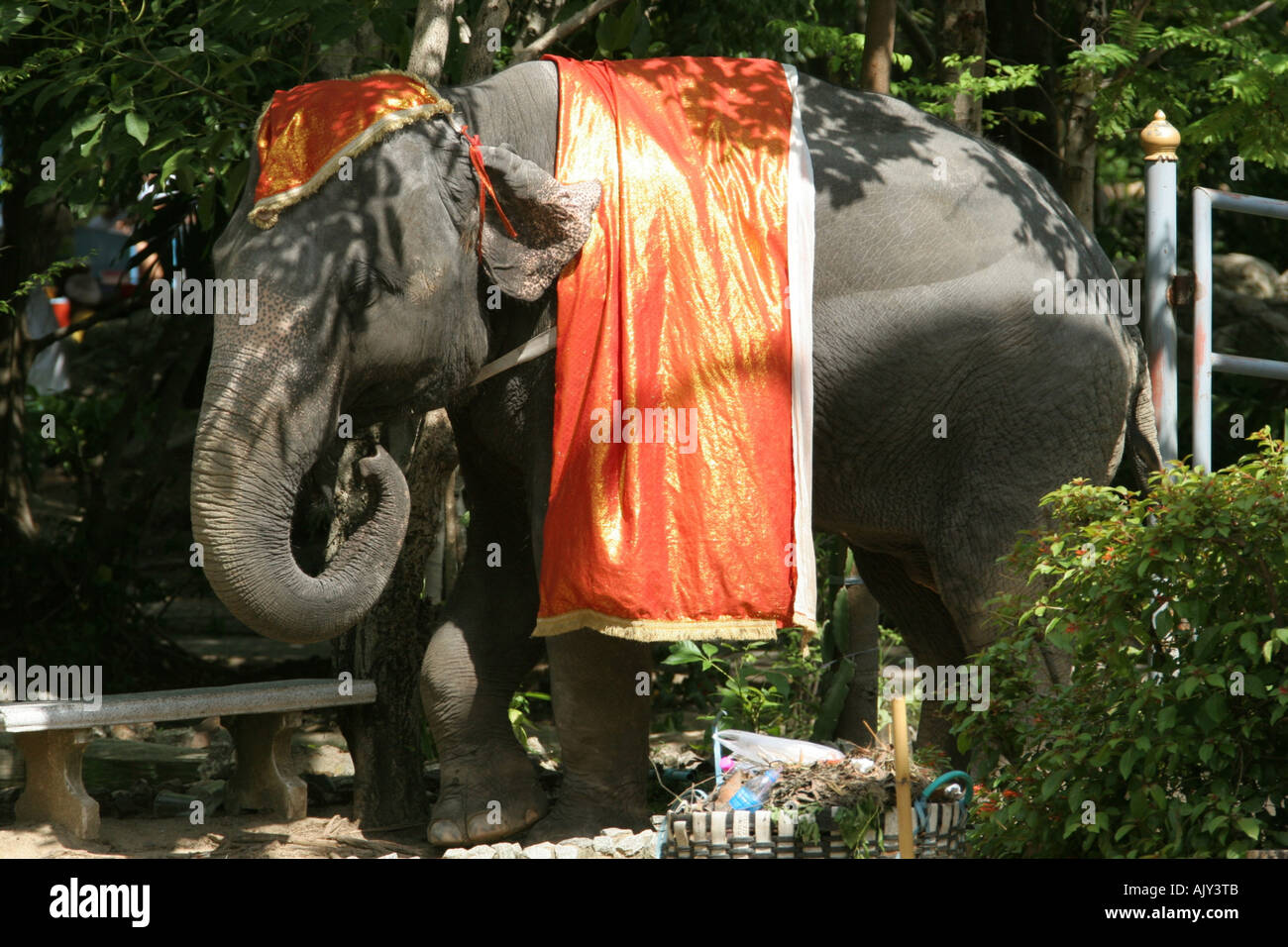 Largest trunk in world people hi-res stock photography and images - Alamy