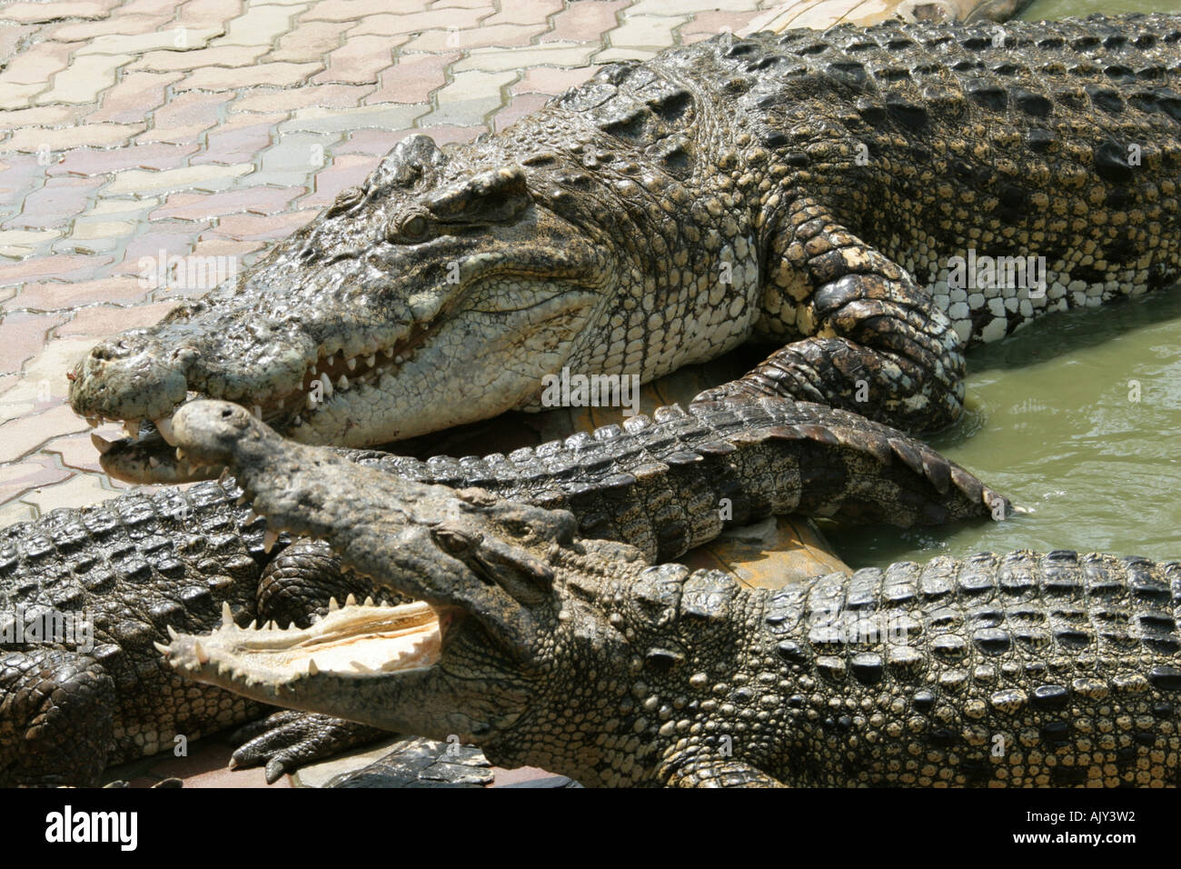 Samutprakarn Thailand 2006 Stock Photo - Alamy