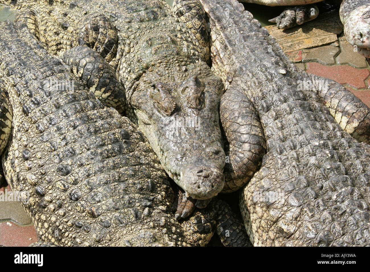Samutprakarn Thailand 2006 Stock Photo - Alamy