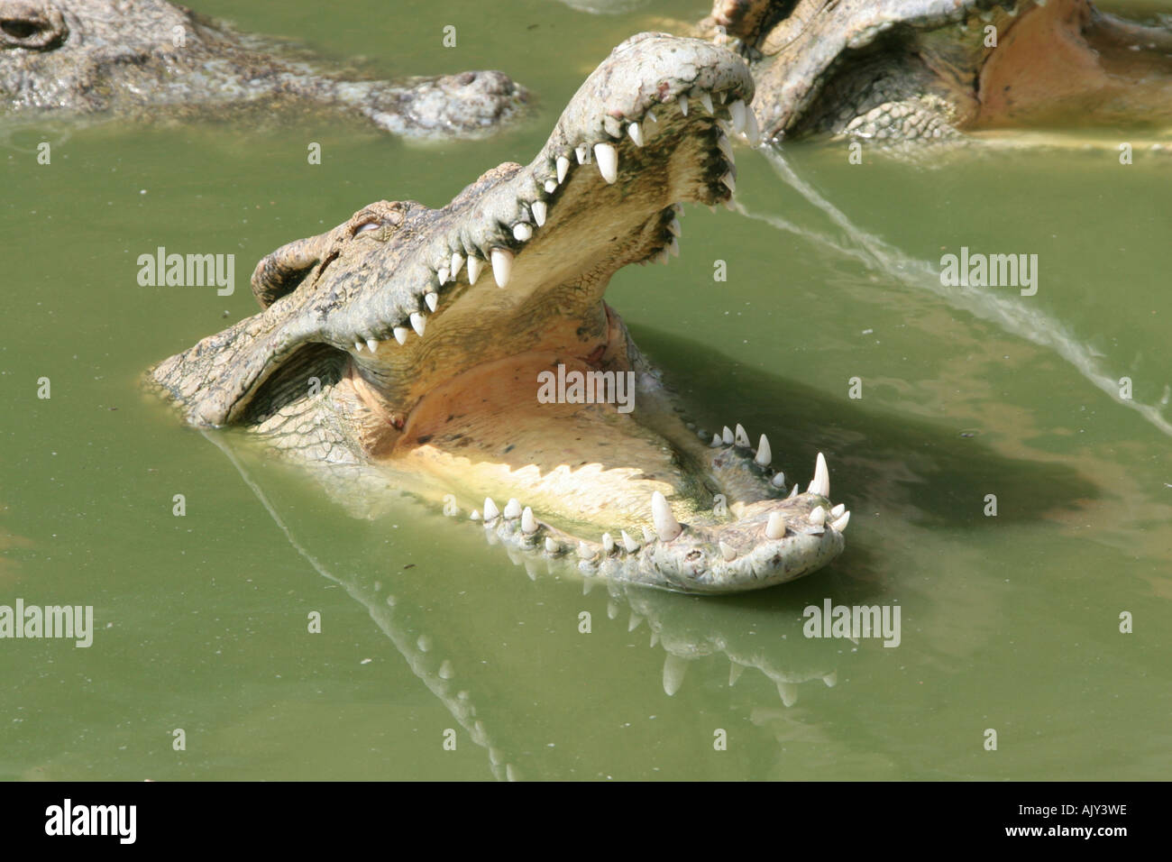 Samutprakarn Thailand 2006 Stock Photo - Alamy
