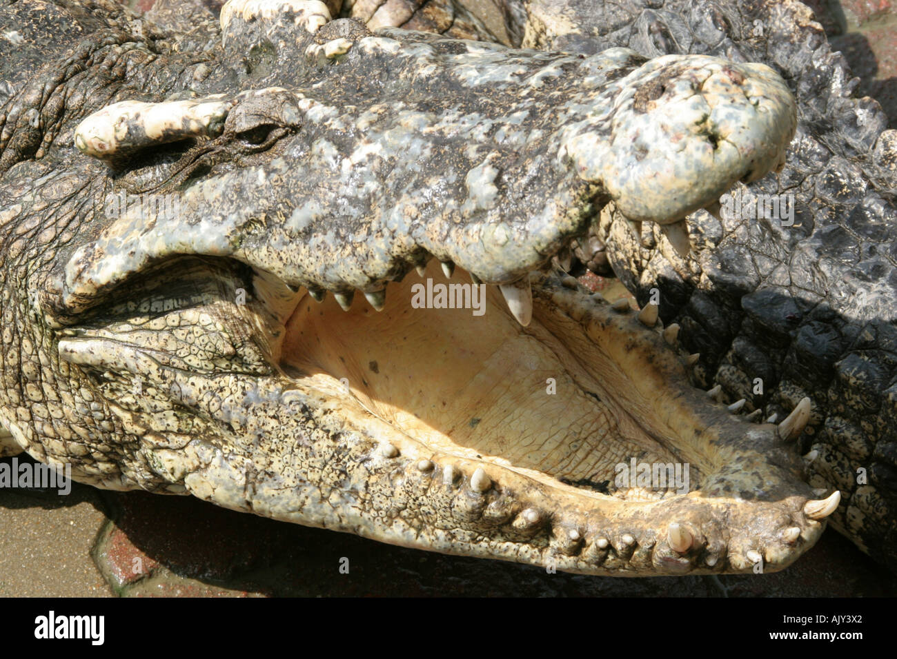 Samutprakarn Thailand 2006 Stock Photo - Alamy