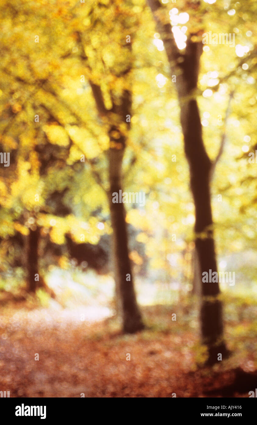 Common beech trees or Fagus sylvatica in autumn or fall with sunlit ...