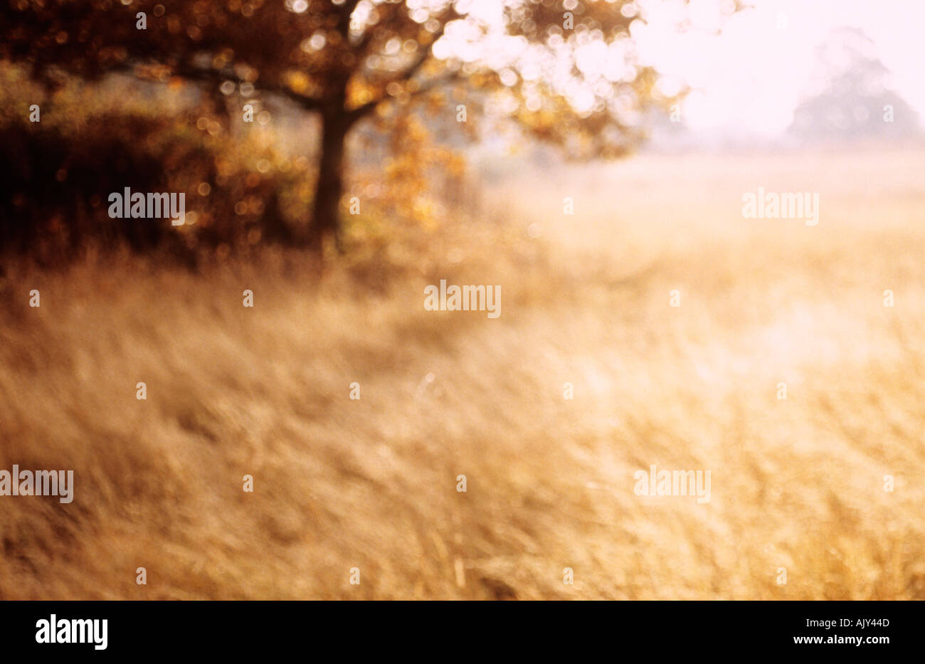 English oak hedge hi-res stock photography and images - Alamy
