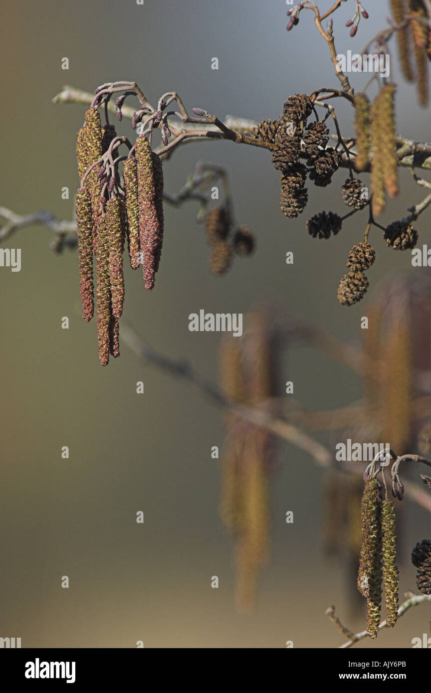 Alder, Alnus glutinosa, catkins Stock Photo - Alamy
