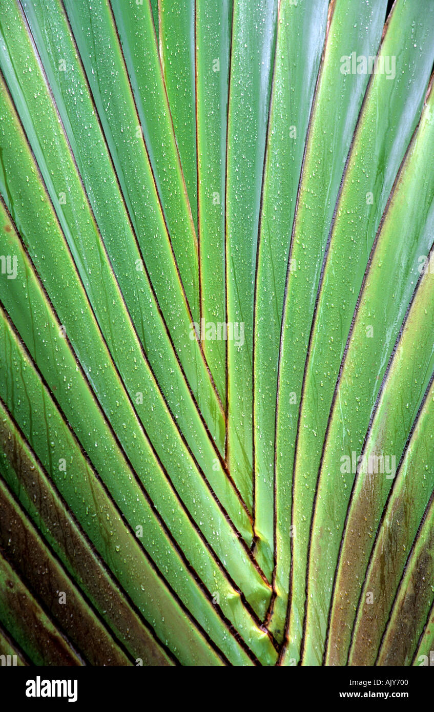 Palm Leaf Stems Stock Photo - Alamy