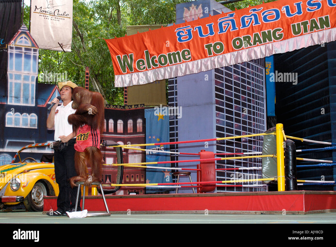 Thailand Bangkok Monkey Boxing in Safari World Stock Photo - Alamy