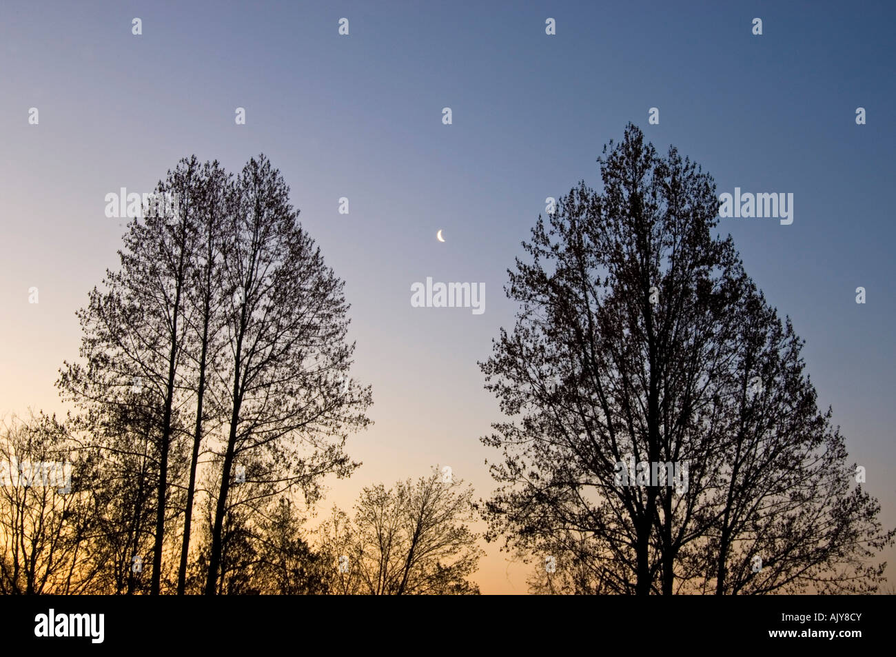 Mountains poplars background national park hi-res stock photography and ...