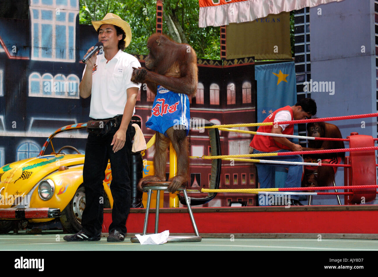 Thailand Bangkok Monkey Boxing in Safari World Stock Photo - Alamy