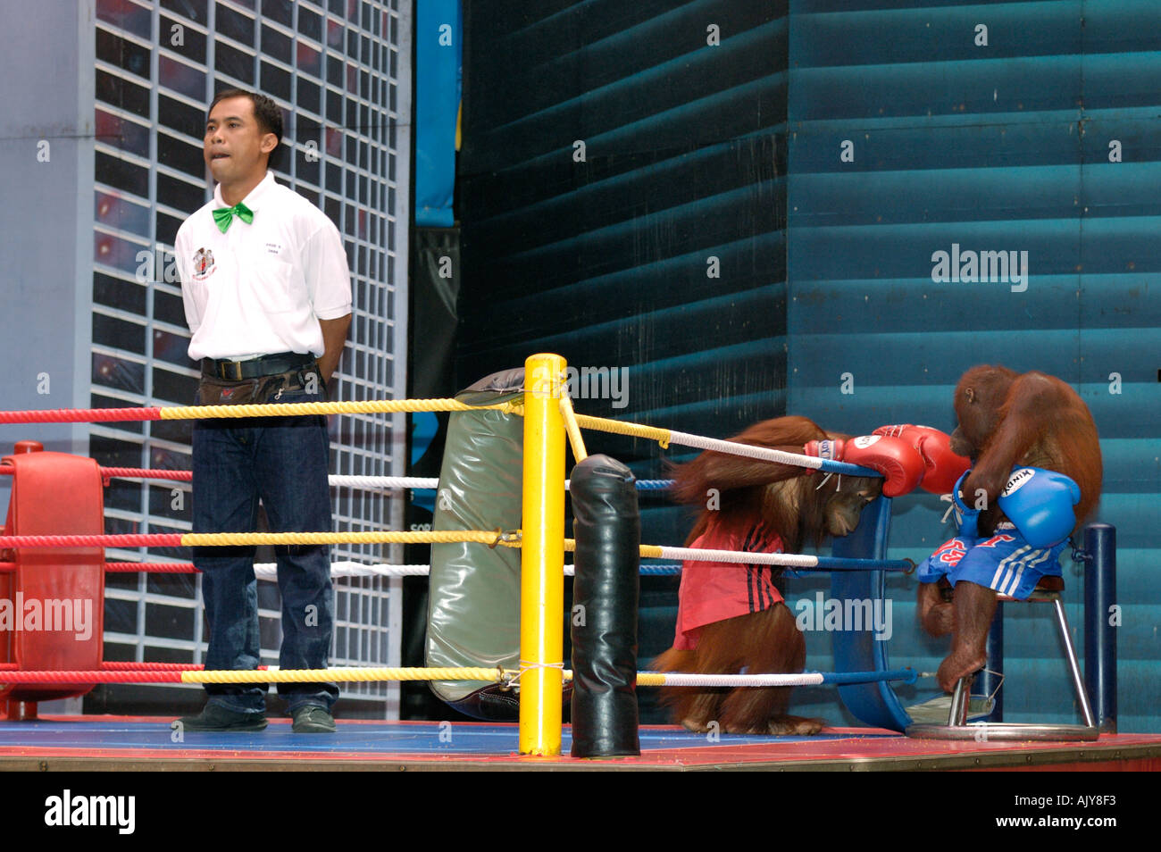 Thailand Bangkok Monkey Boxing in Safari World Stock Photo - Alamy
