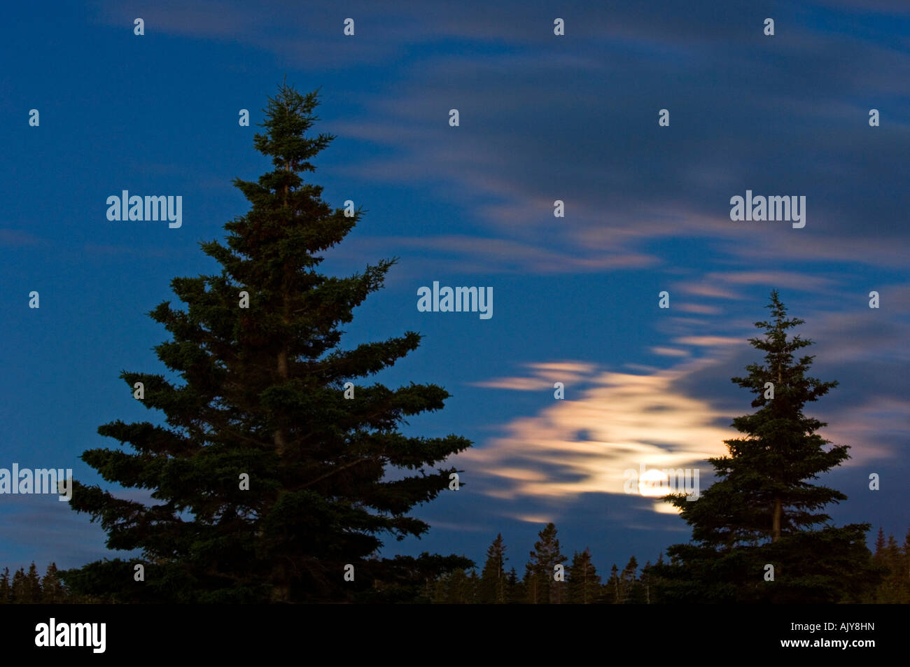Spruce trees and setting moon, Percé, QC Quebec, Canada Stock Photo - Alamy