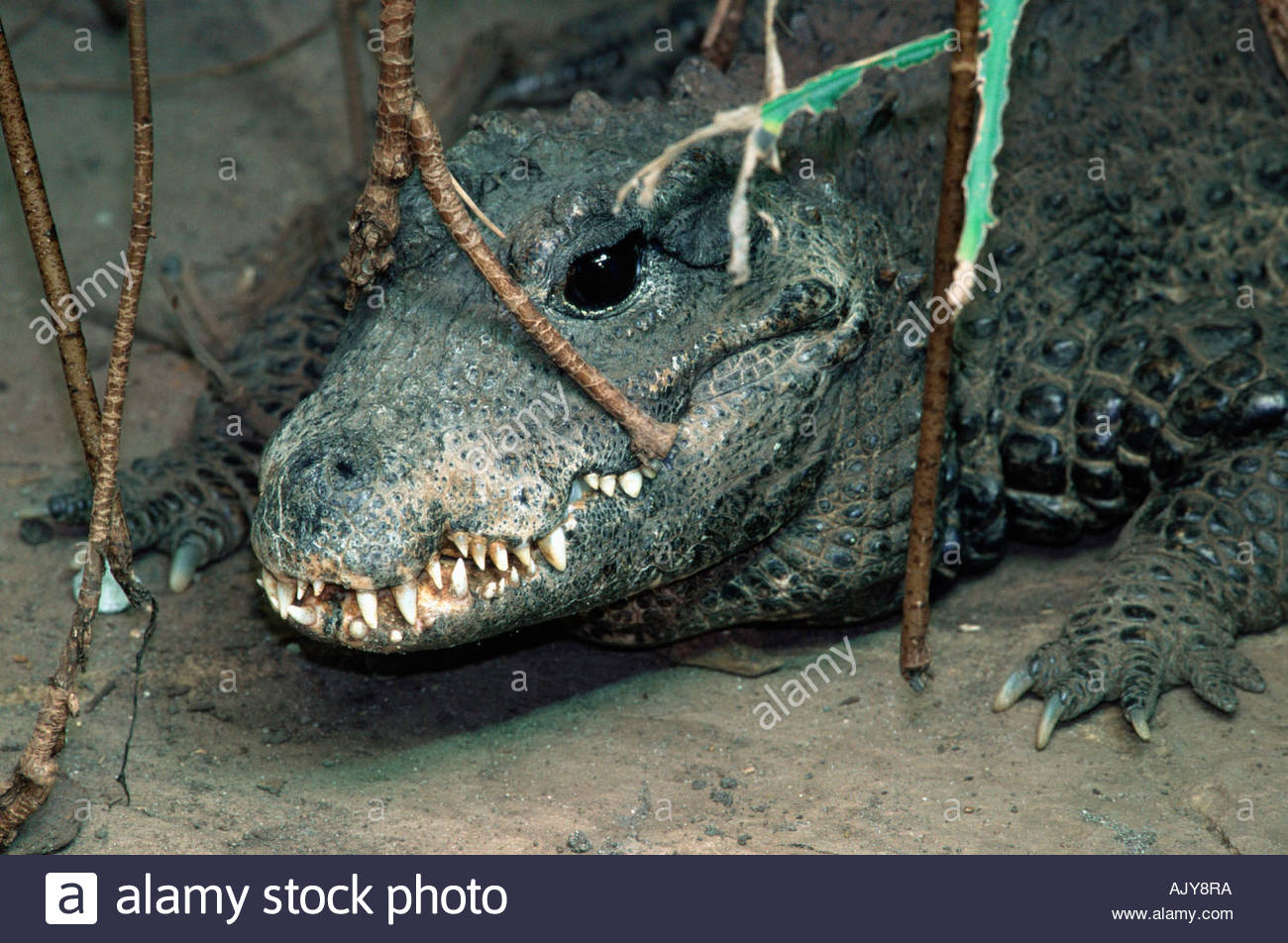 West African Dwarf Crocodile Osteolaemus Stock Photos & West African ...