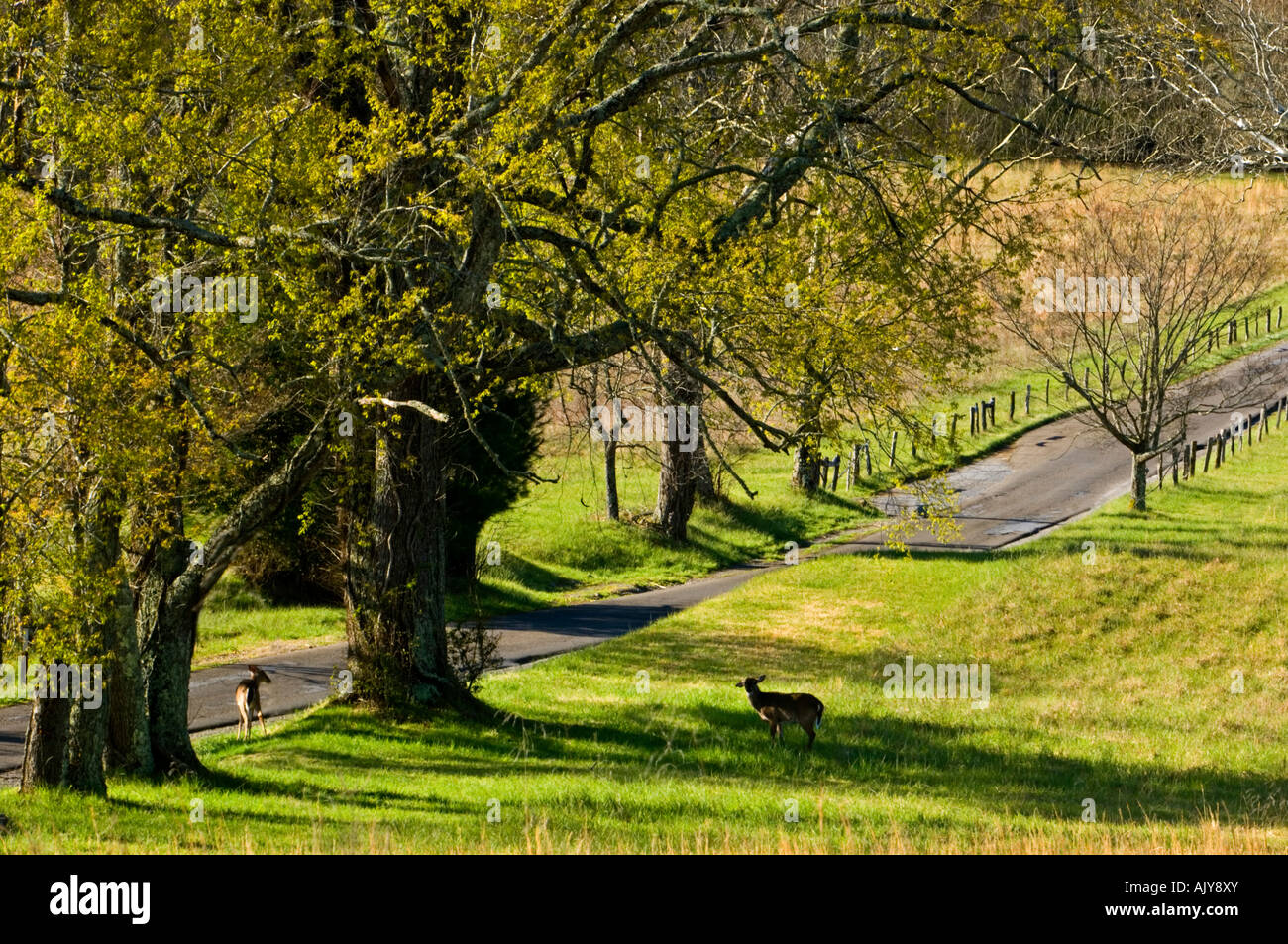 The Loop Road with white-tailed deer in roadside meadow, Great Smoky ...