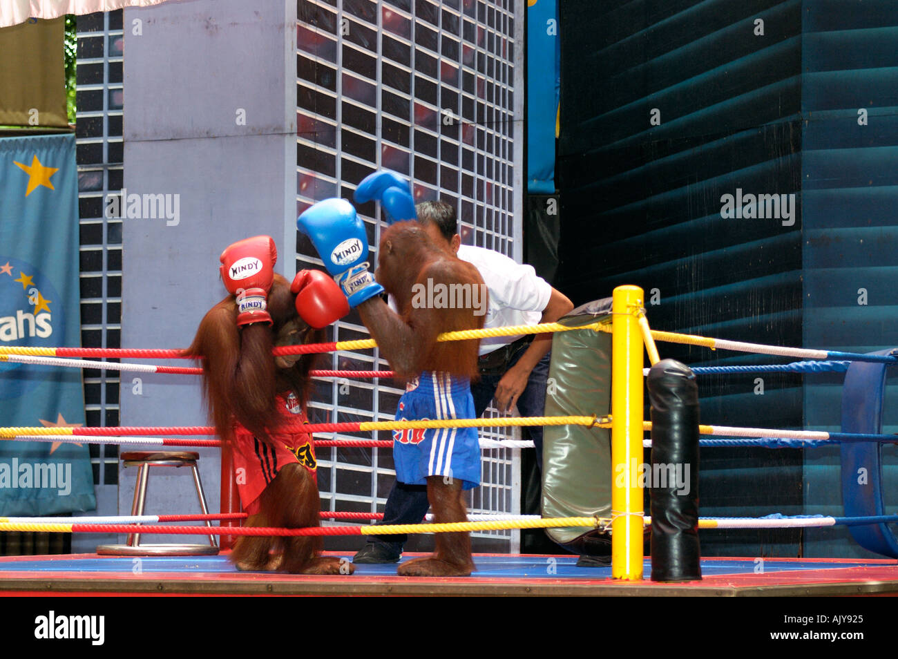 Thailand Bangkok Monkey Boxing in Safari World Stock Photo - Alamy