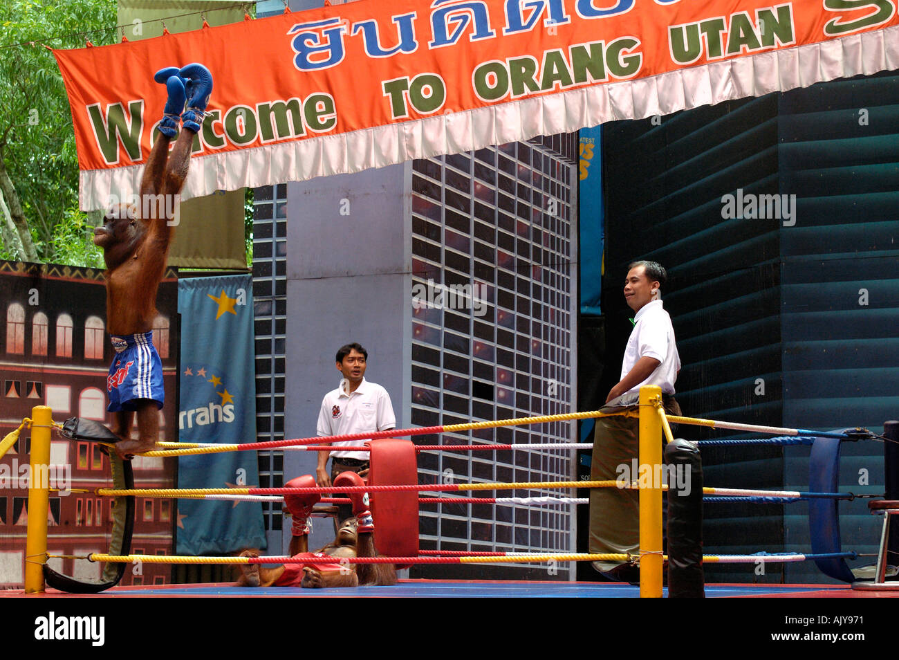 Thailand Bangkok Monkey Boxing in Safari World Stock Photo - Alamy