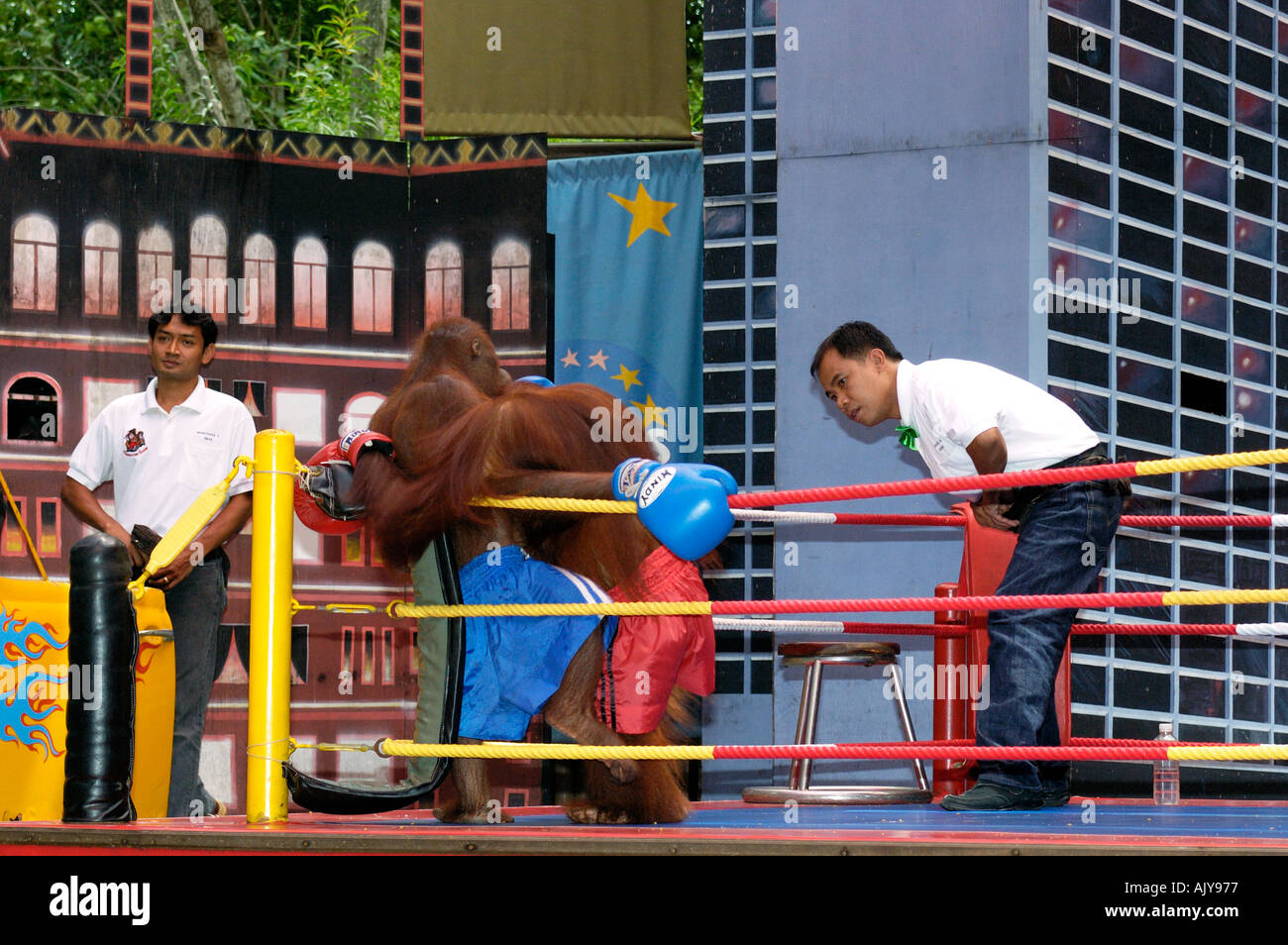 Thailand Bangkok Monkey Boxing in Safari World Stock Photo - Alamy