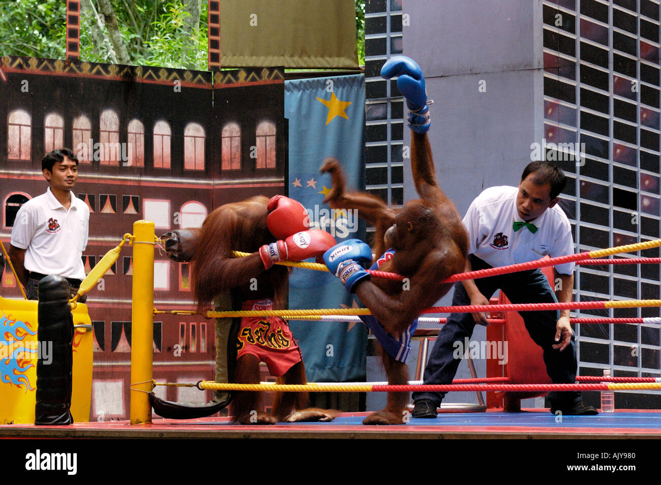 Thailand Bangkok Monkey Boxing in Safari World Stock Photo - Alamy