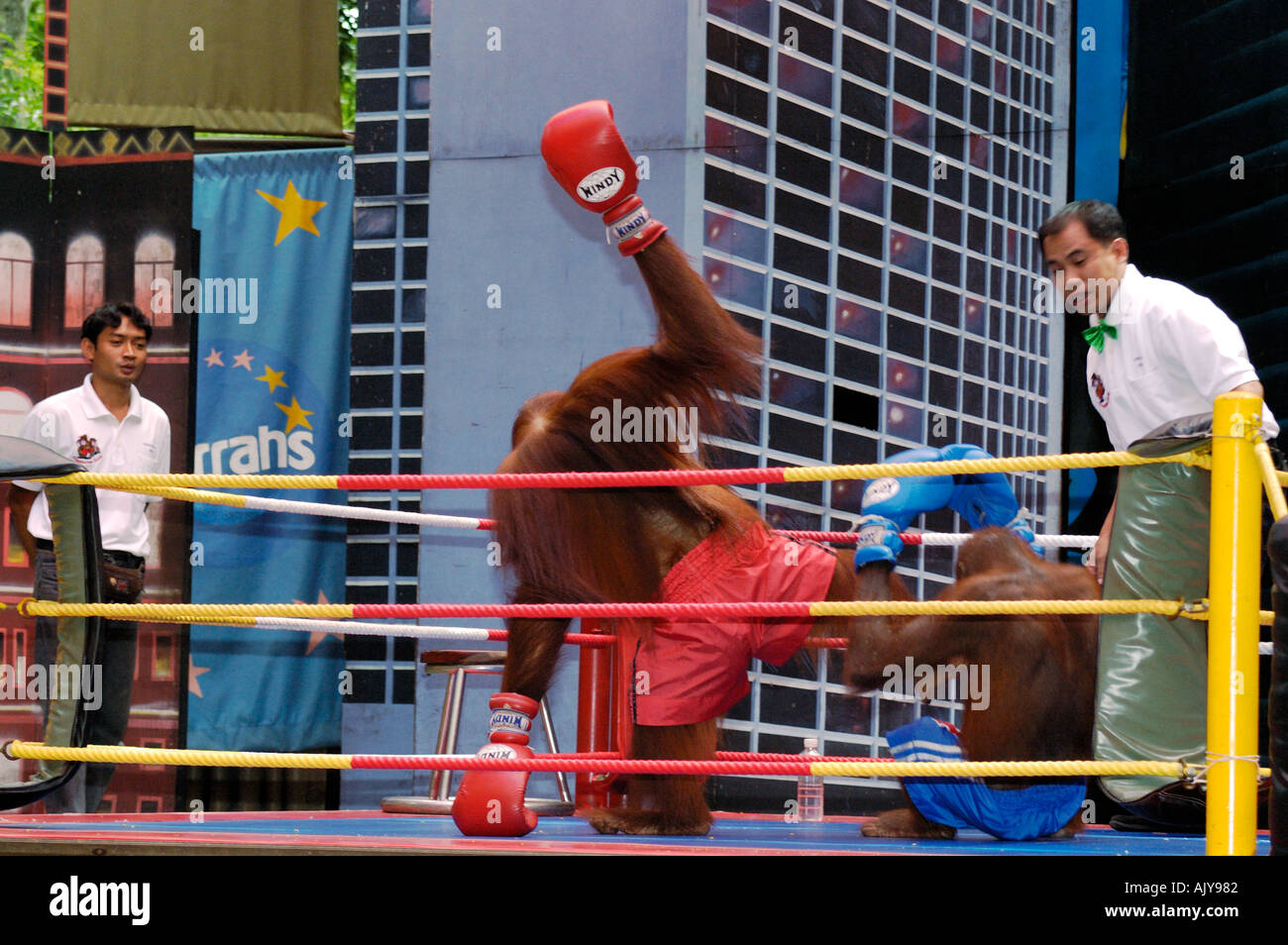 Thailand Bangkok Monkey Boxing in Safari World Stock Photo - Alamy