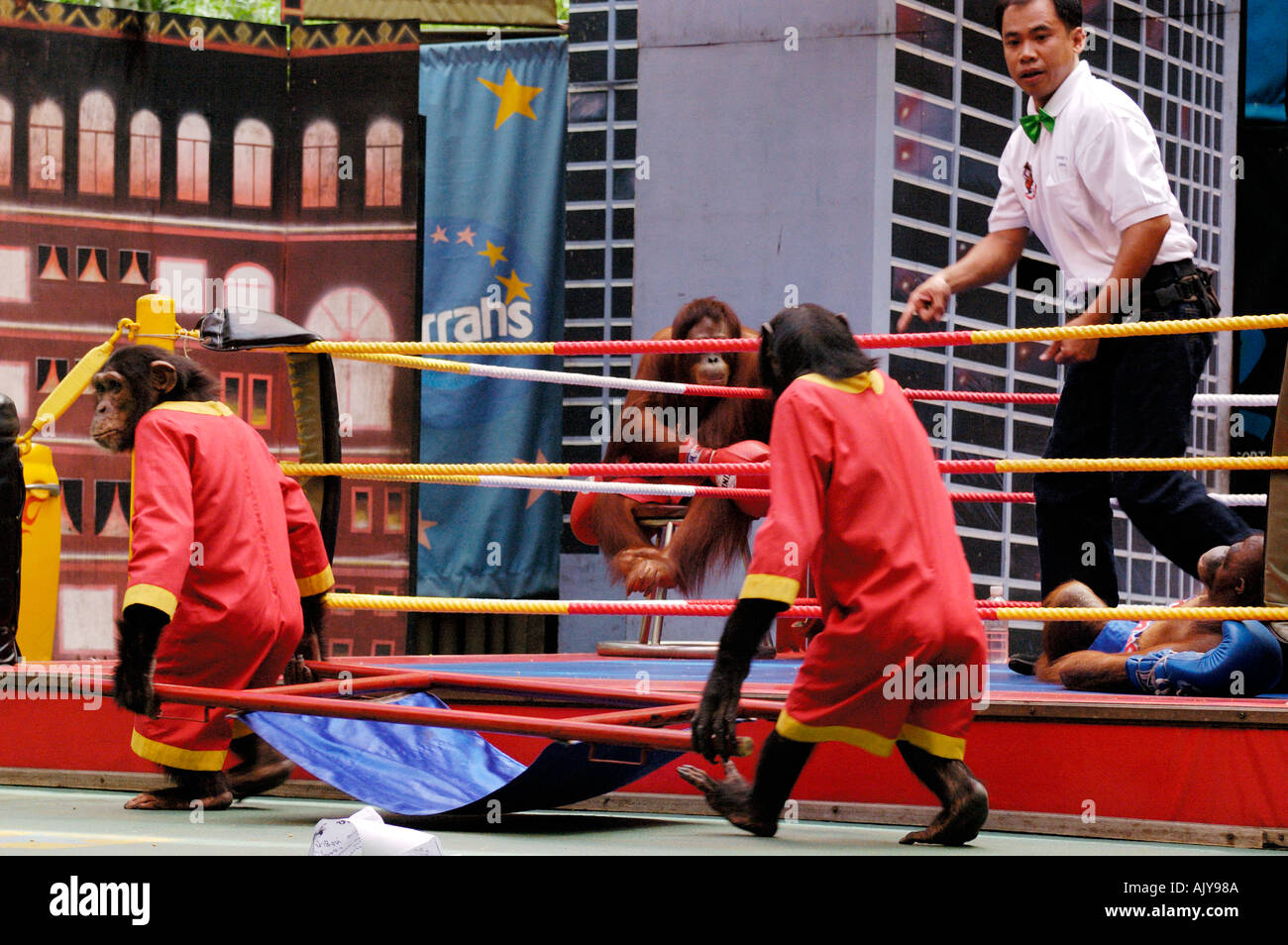 Thailand Bangkok Monkey Boxing in Safari World Stock Photo - Alamy