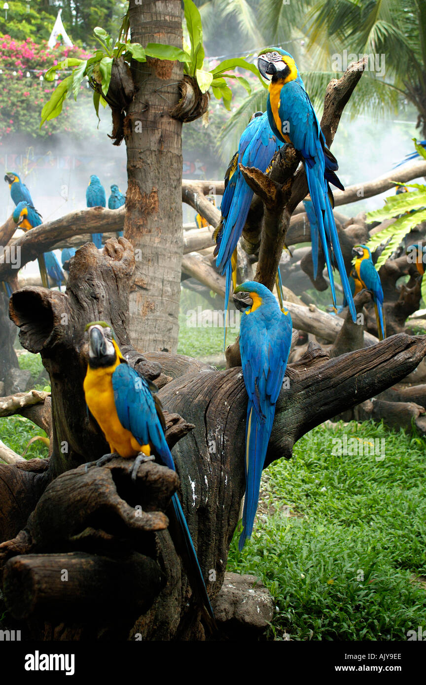 Thailand Bangkok Safari World Stock Photo - Alamy