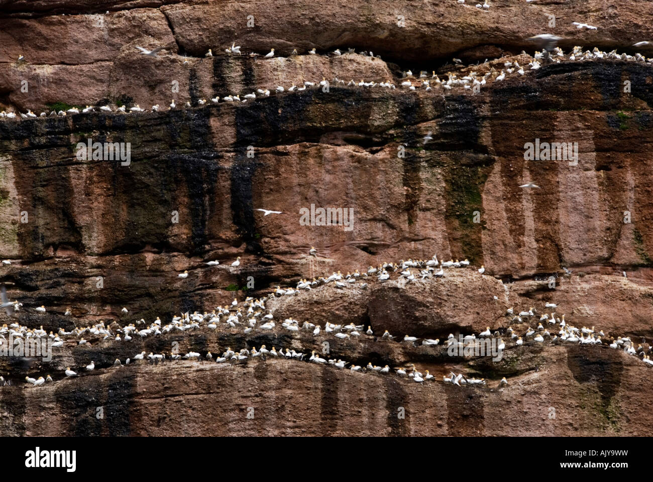 Bird colonies on cliffs of Bonaventure Island, Parc National Ile ...