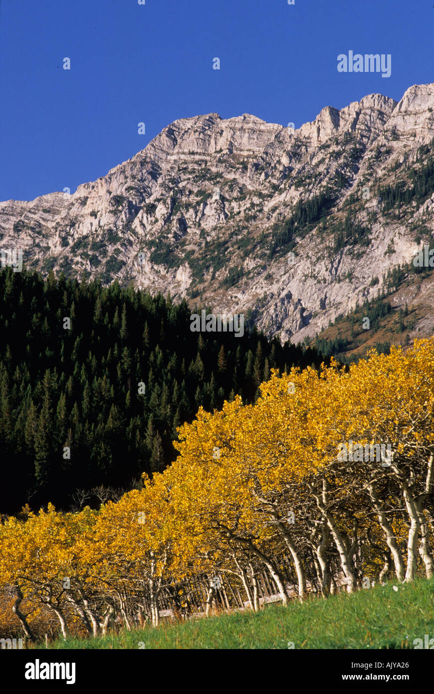aspen and spruce trees Livingstone Range Burmis Alberta Stock Photo - Alamy