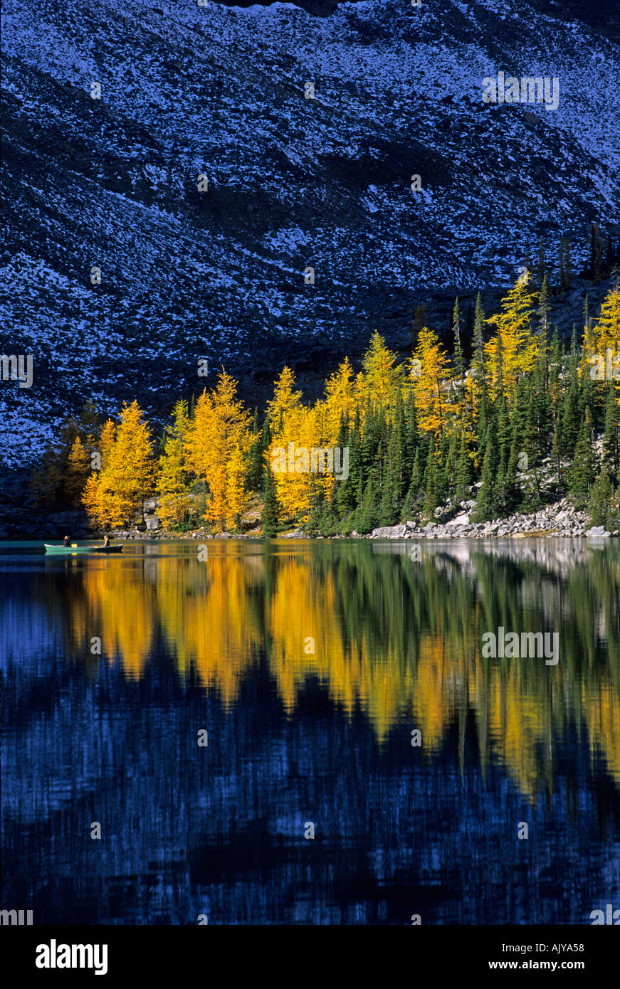 Larch trees banff hi-res stock photography and images - Alamy