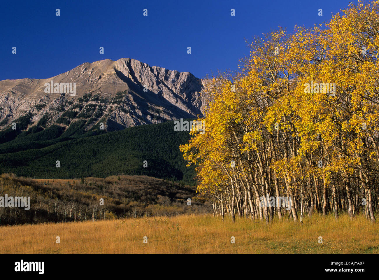 aspen trees Livingstone Range Burmis Alberta Stock Photo - Alamy