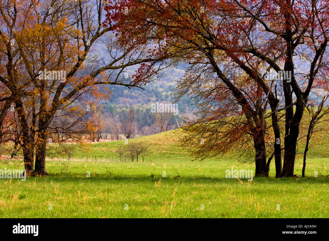 Maple tree in early spring in Cades Cove pasture, Great Smoky Mountains ...