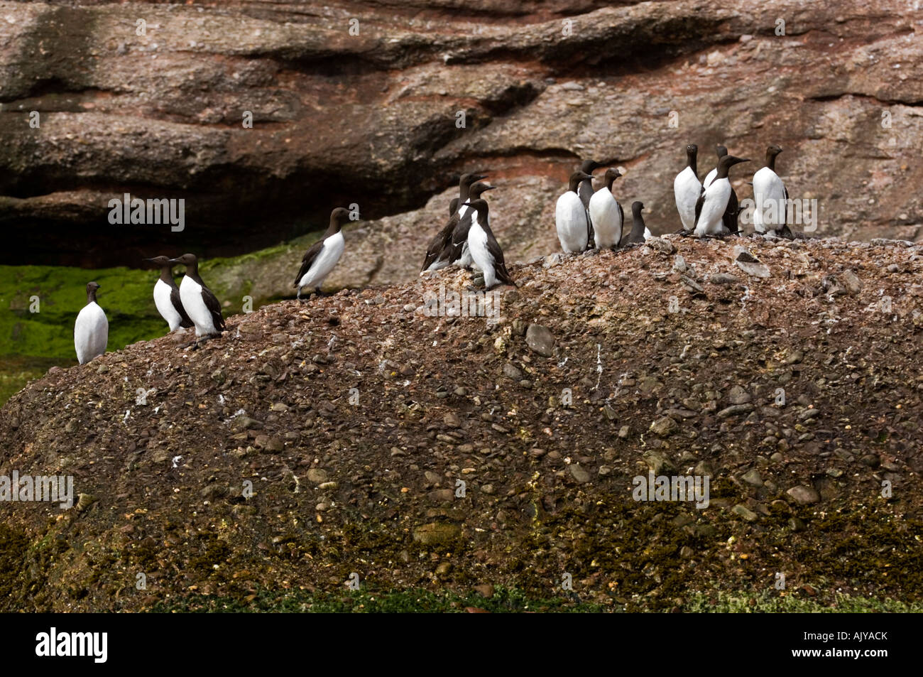 Cliffs of Ile Bonaventure with seabird colonies, Percé, QC Quebec ...
