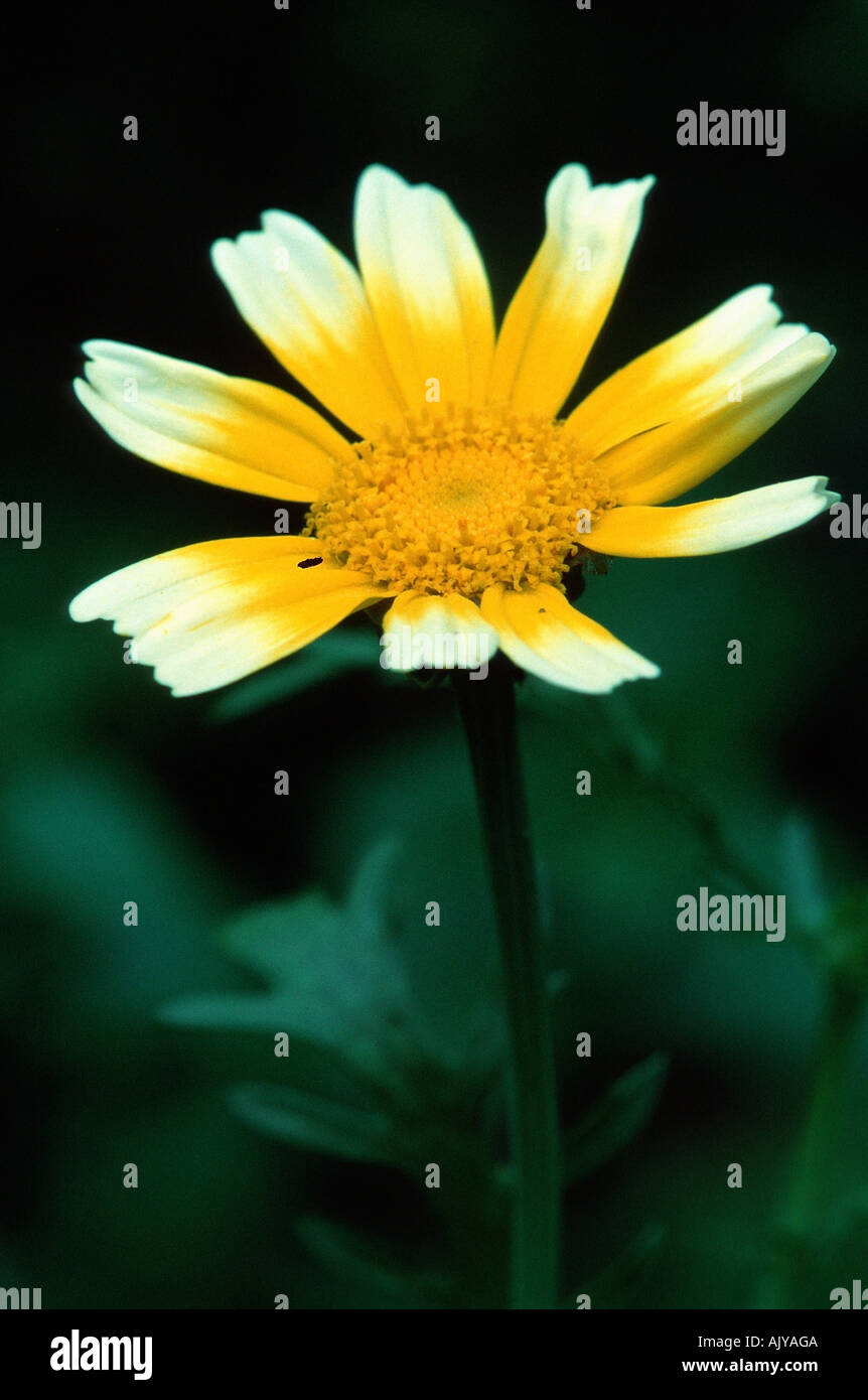 Confederate Daisy / Porter's Goldeneye Stock Photo - Alamy