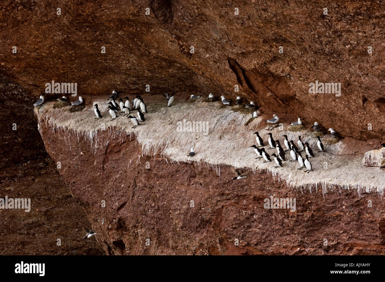 Cliffs of Ile Bonaventure with seabird colonies, Parc National Ile ...