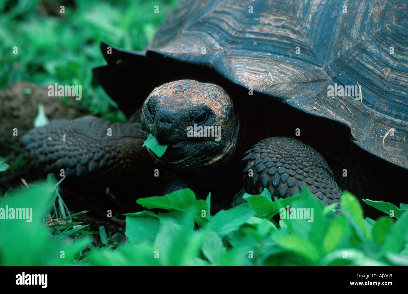 Galapagos Giant Tortoise Stock Photo - Alamy