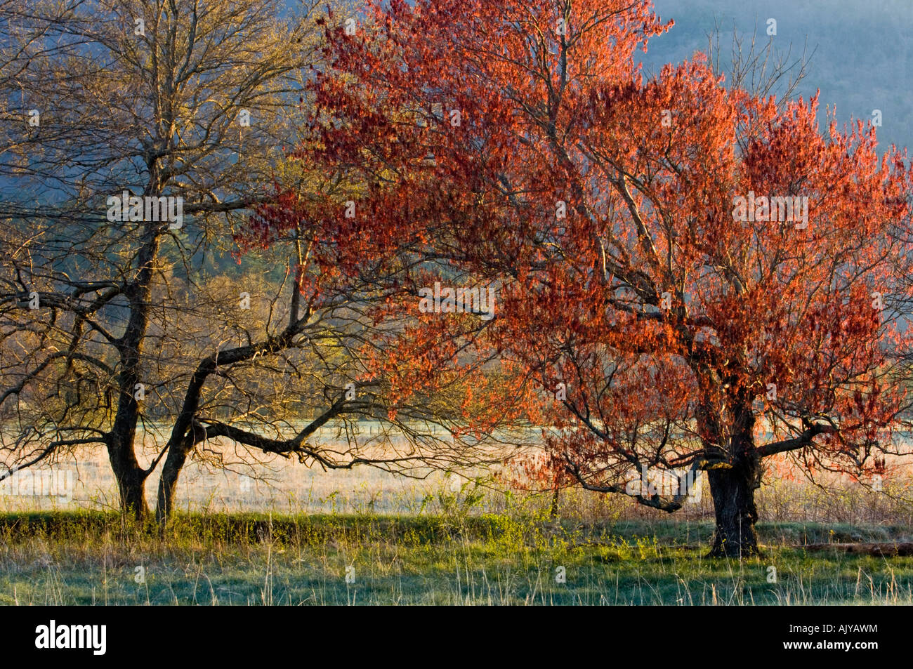 Spring maple trees in Cades Cove at dawn, Great Smoky Mountains ...