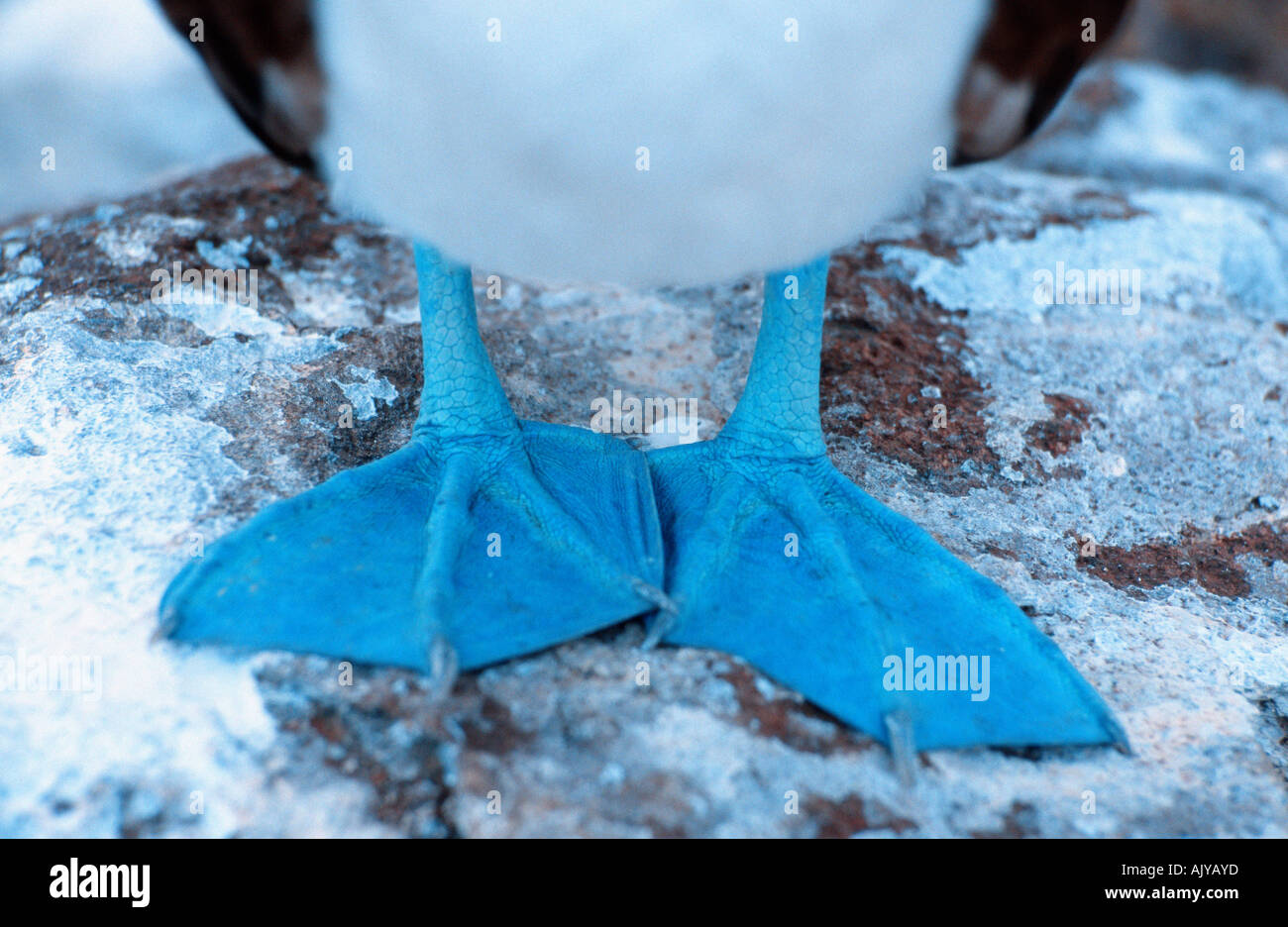 Blue footed foot blue feet hi-res stock photography and images - Alamy